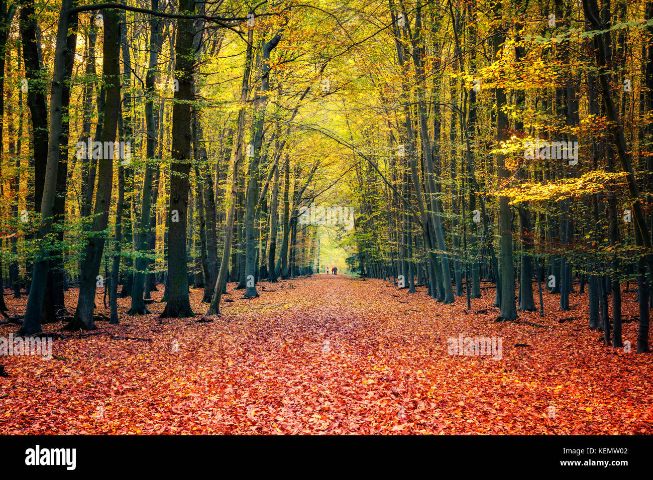 Pathway in autumn forest Stock Photo - Alamy