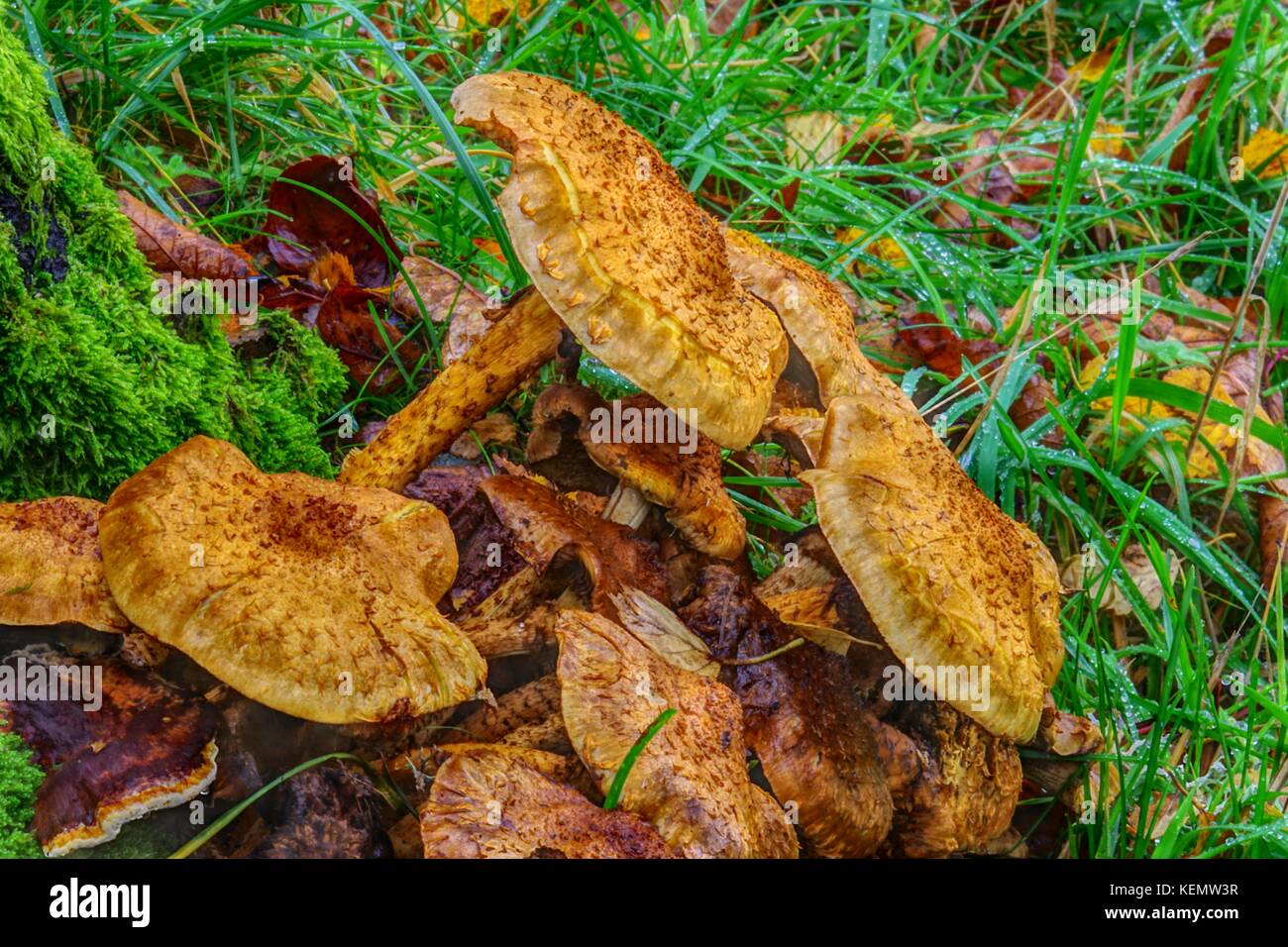 Muir of Dinnet NNR, Cairngorms, Scotland, UK. Autumn 2017 Stock Photo ...