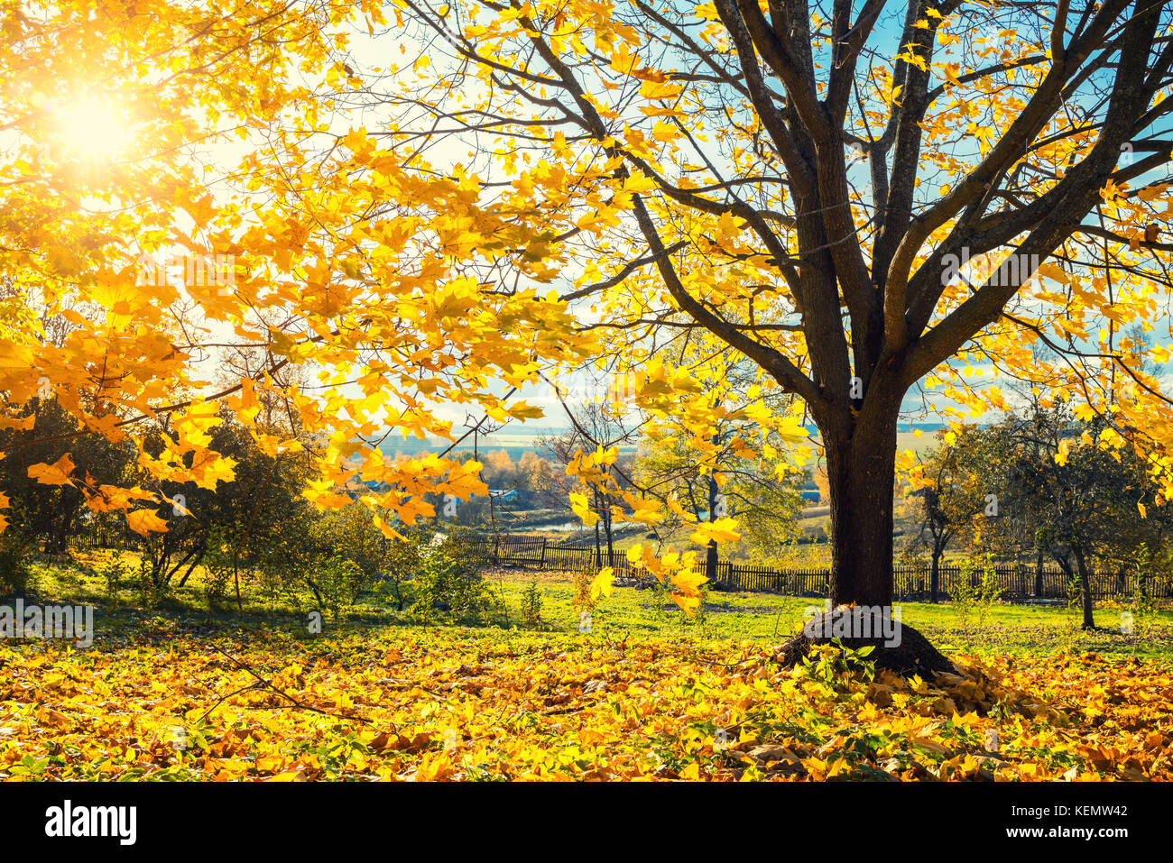 Bright autumn maple tree Stock Photo - Alamy