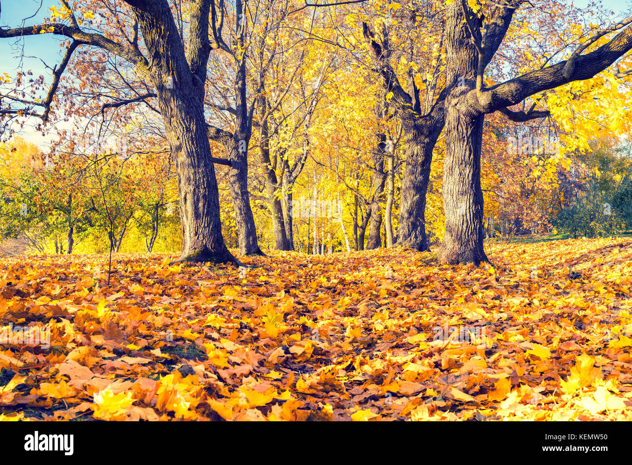 Sunny autumn in the park Stock Photo - Alamy