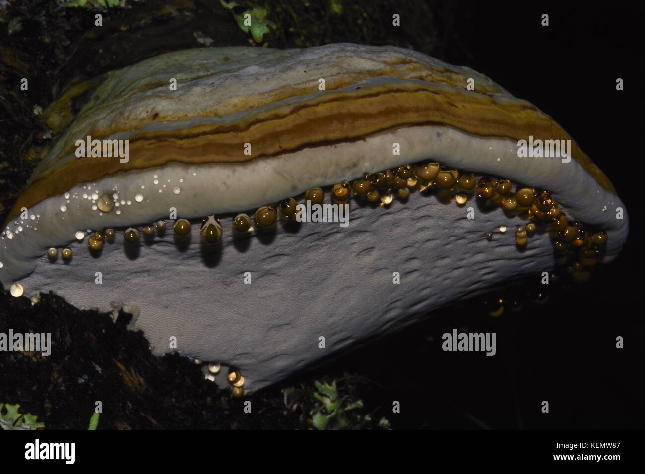 Hoof fungus silver birch hi-res stock photography and images - Alamy