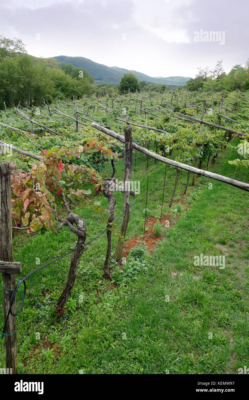 Indigenous Terrano / Teran vine. Vinyard in Kras, the karst plateau ...