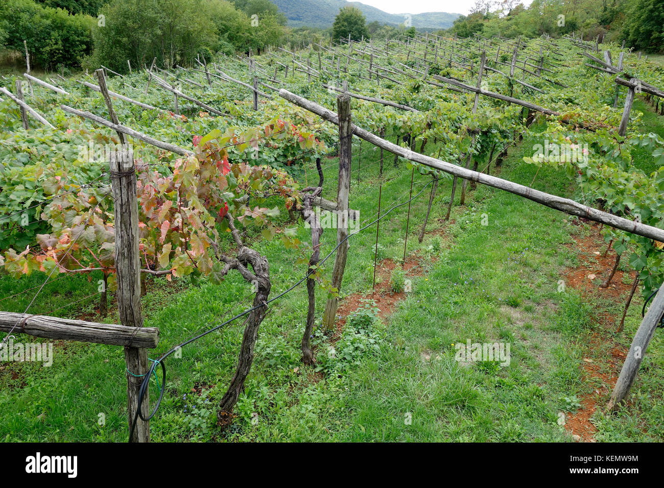 Indigenous Terrano / Teran vine. Vinyard in Kras, the karst plateau ...