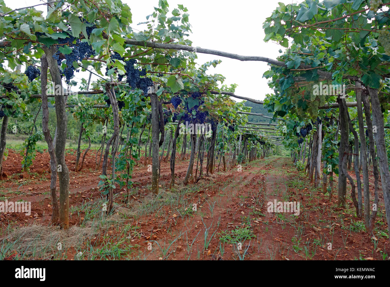 Kras slovenia terra rossa hi-res stock photography and images - Alamy