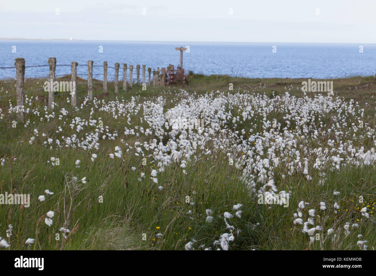 Wild flowers scotland coast hi-res stock photography and images - Alamy
