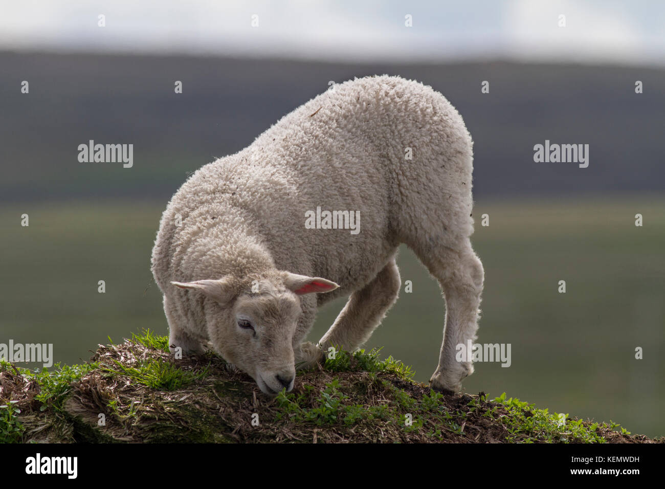 Orkney spring hi-res stock photography and images - Alamy