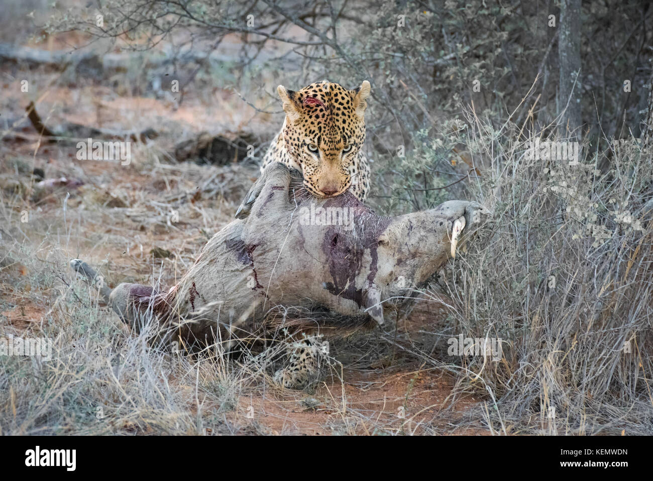 Leopard kill, South Africa Stock Photo - Alamy