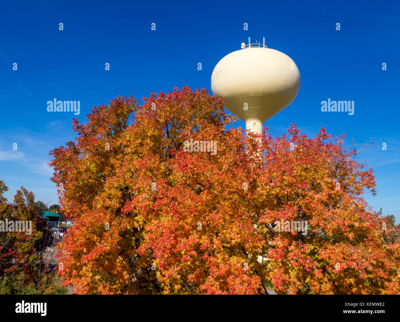 Call colors can be seen in trees at the base of an iconic yellow water ...