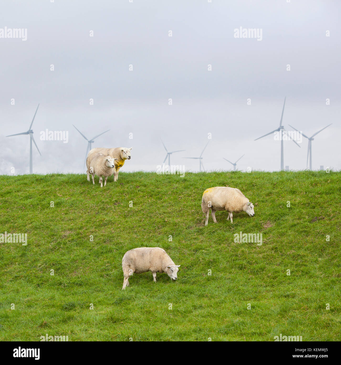 Mill sheep on background sea hi-res stock photography and images - Alamy