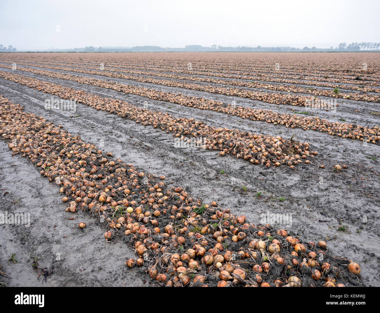 Onions ready to harvest hi-res stock photography and images - Alamy
