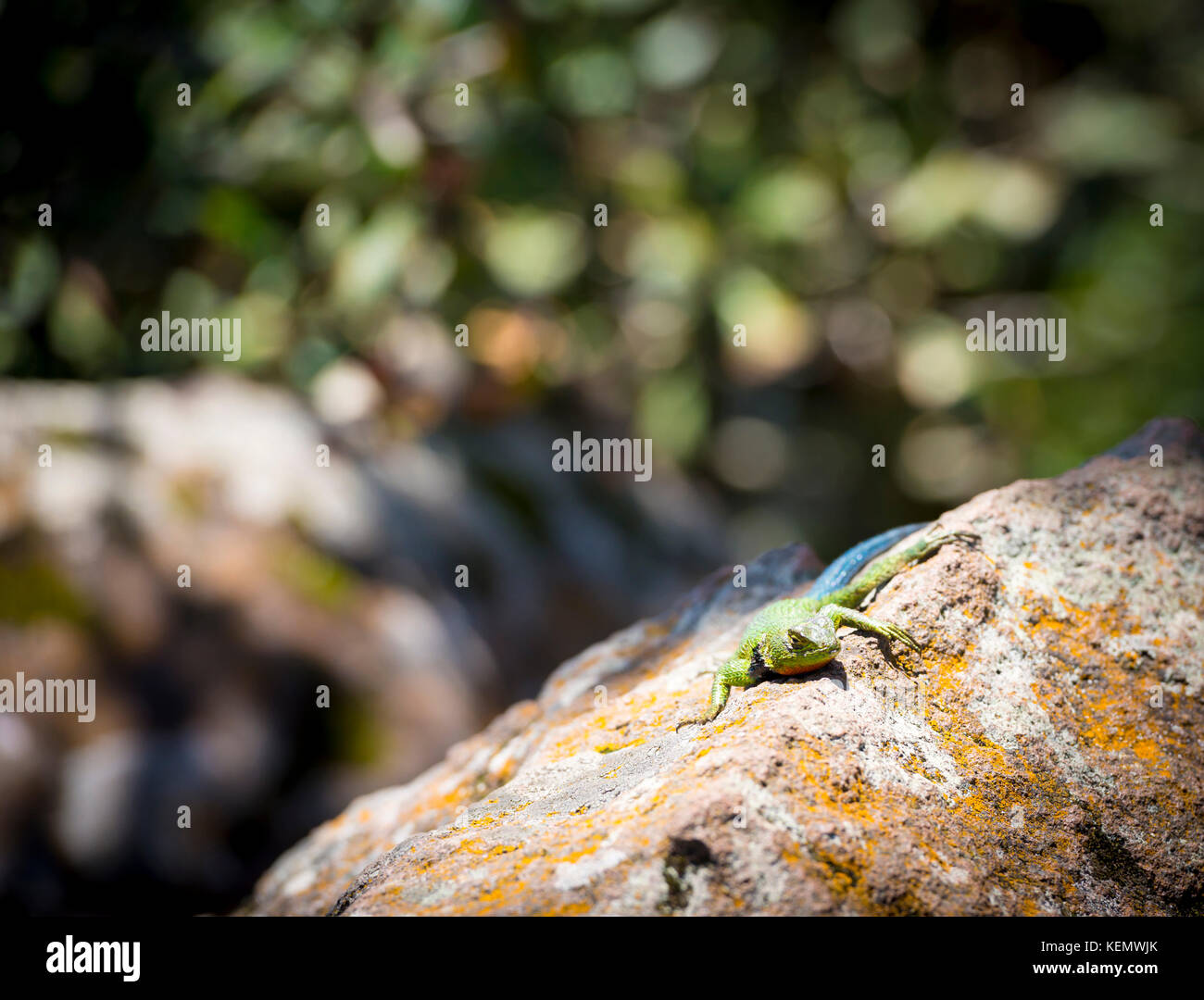 Emerald Swift lizard (Sceloporus Malachiticus) basking on a rock in ...