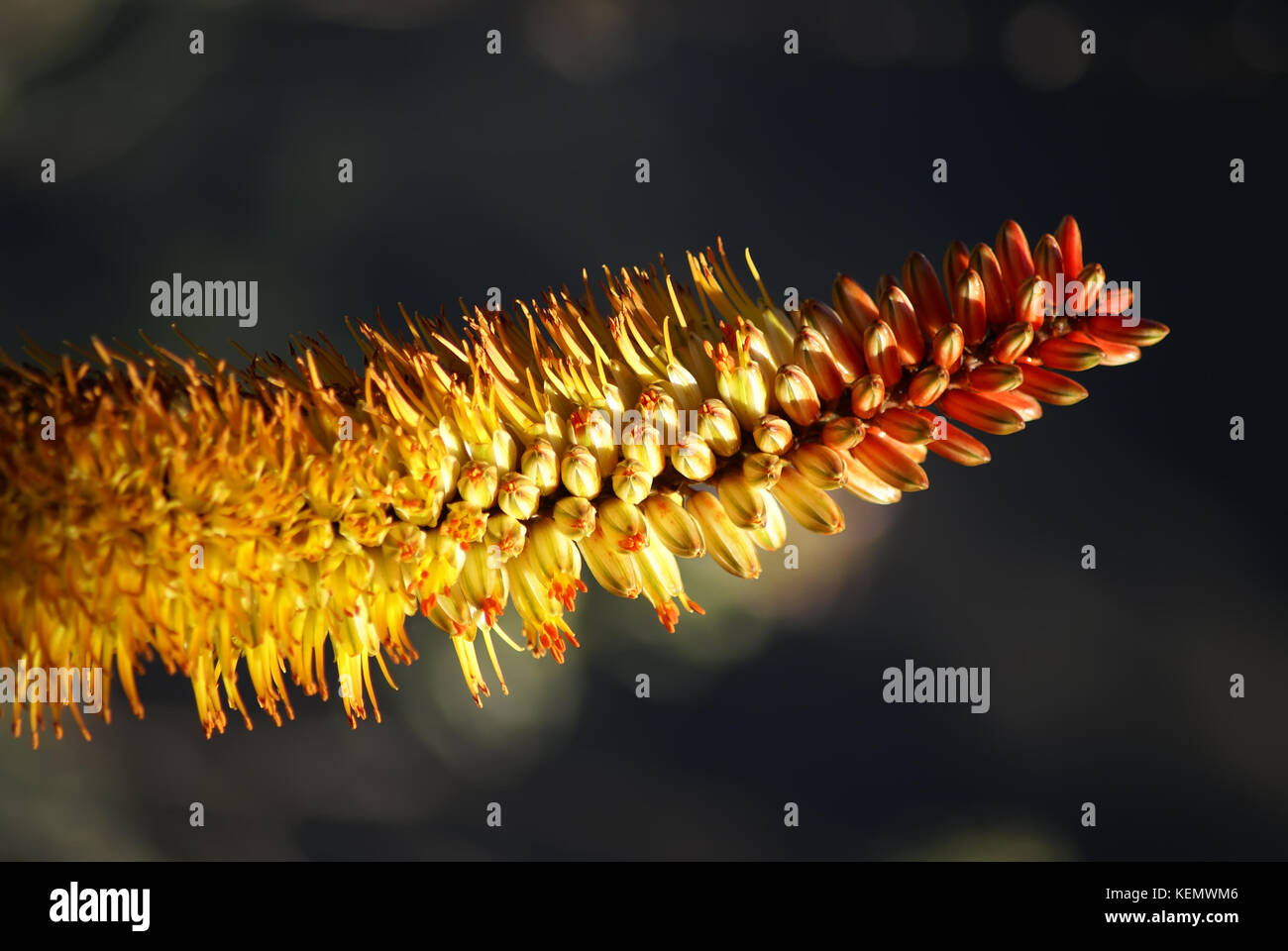 Flower of ALOE CASTANEA known as Cat's Tail Aloe native from South ...