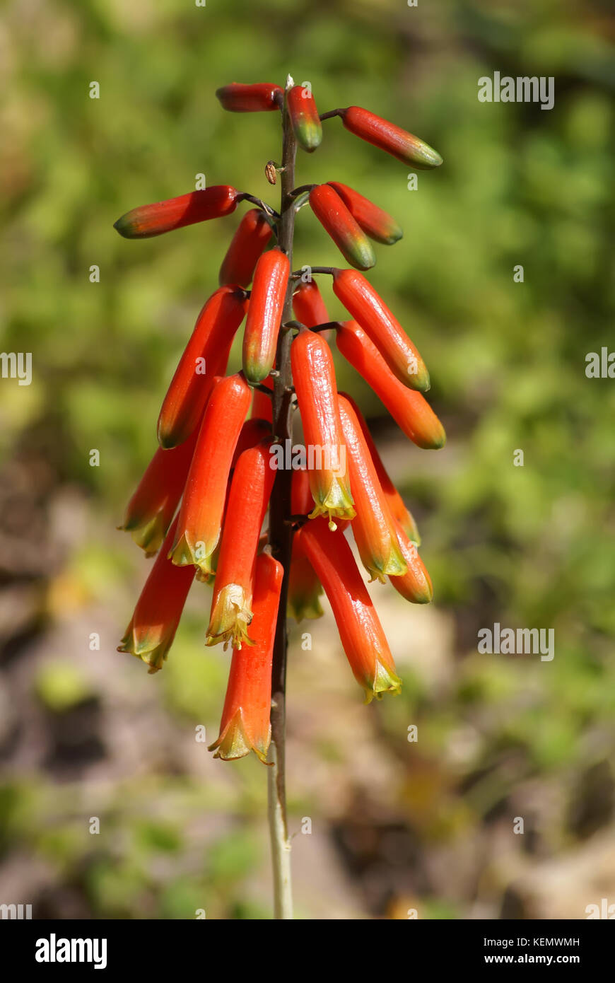 Common climbing-aloe know as Aloiampelos ciliaris, family Asphodelaceae ...