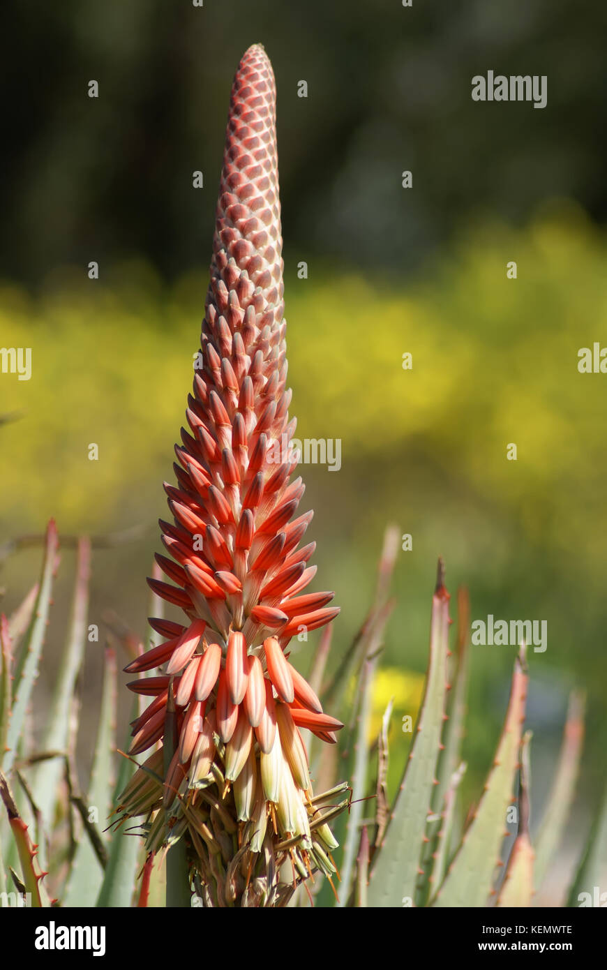 Flower of ALOE CASTANEA known as Cat's Tail Aloe native from South ...