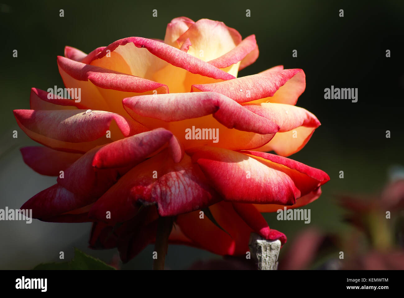 Yellow Red Flamed Rose close up Stock Photo - Alamy
