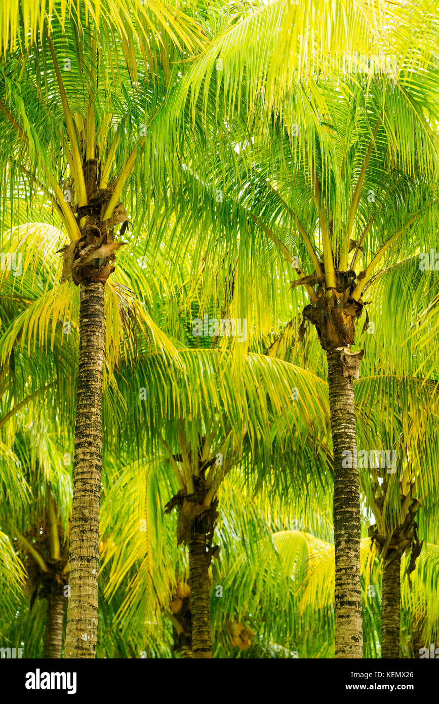 Green palm trees hi-res stock photography and images - Alamy