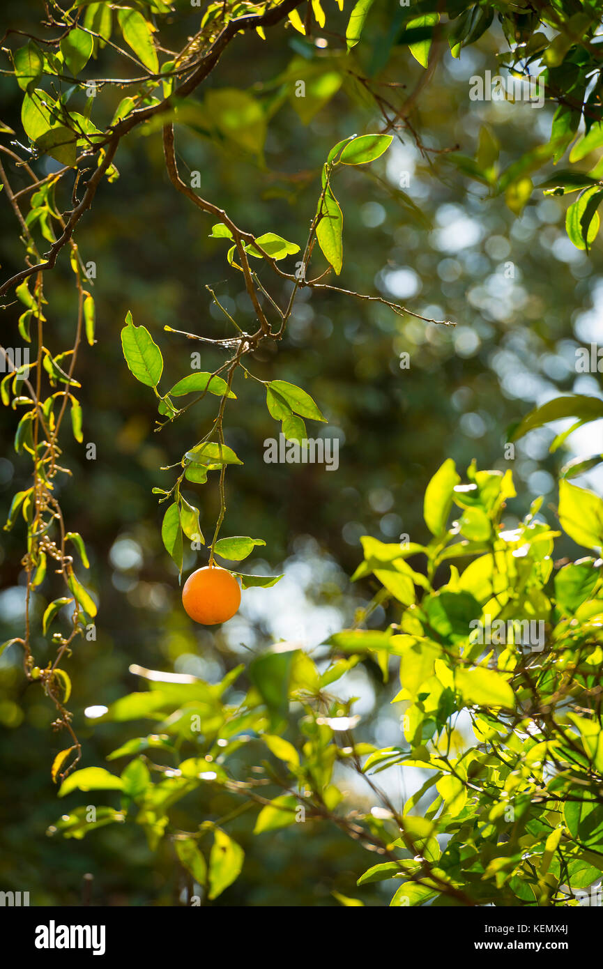 Single ripe orange hanging from tree in sunlight Stock Photo - Alamy