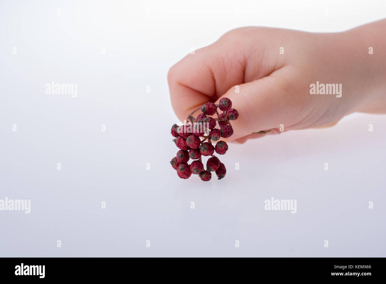 Ripe wild fruit of red color in hand Stock Photo - Alamy