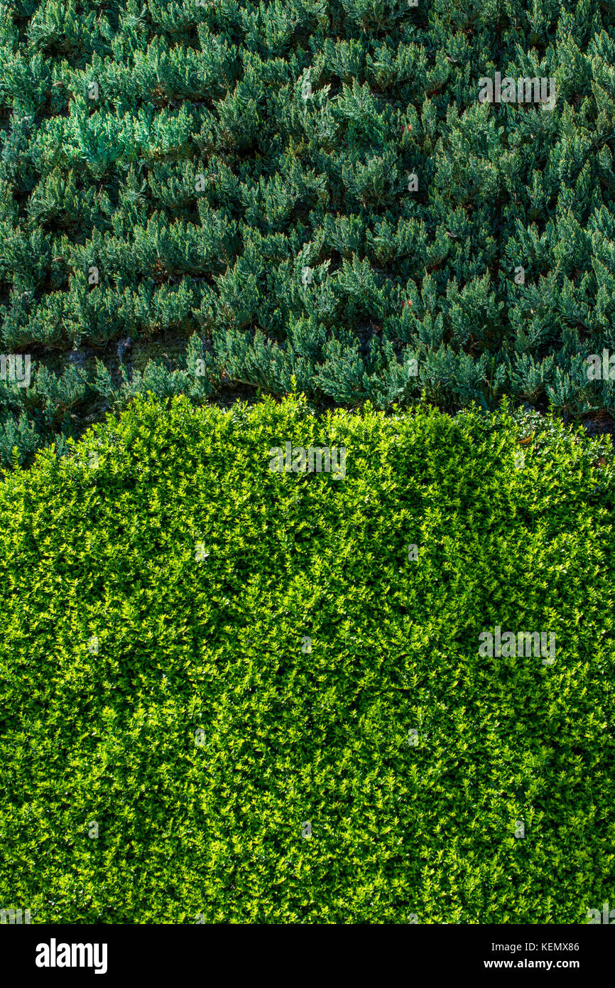 Green leaves of the spring season Stock Photo - Alamy