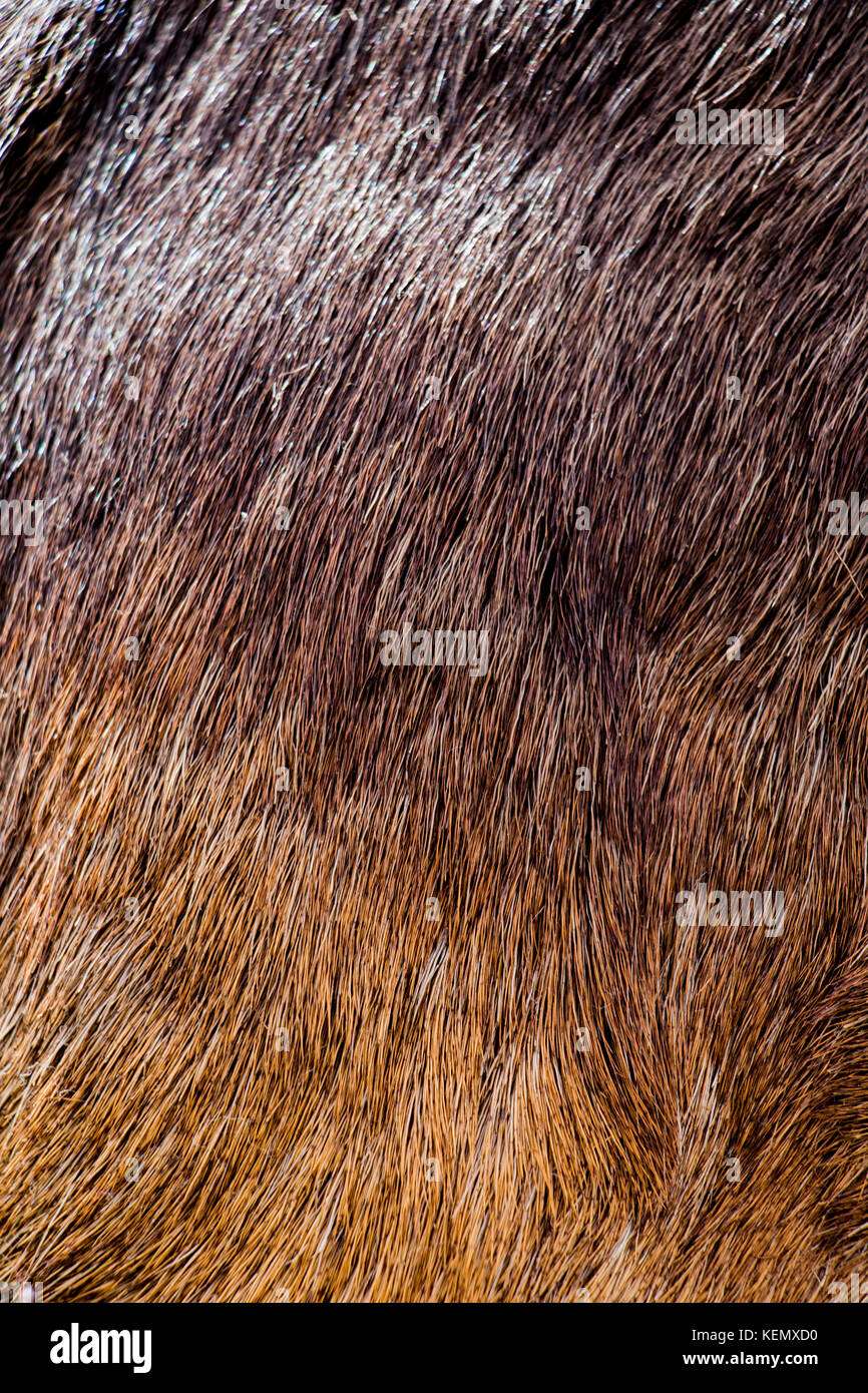 Decorative animal fur as a background texture Stock Photo - Alamy
