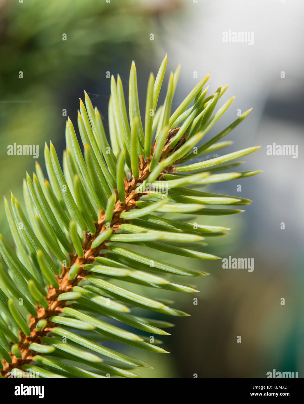 Fir tree branch lit by the sun Stock Photo - Alamy