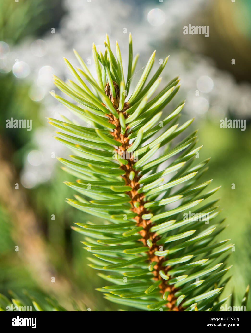 Fir tree branch lit by the sun Stock Photo - Alamy