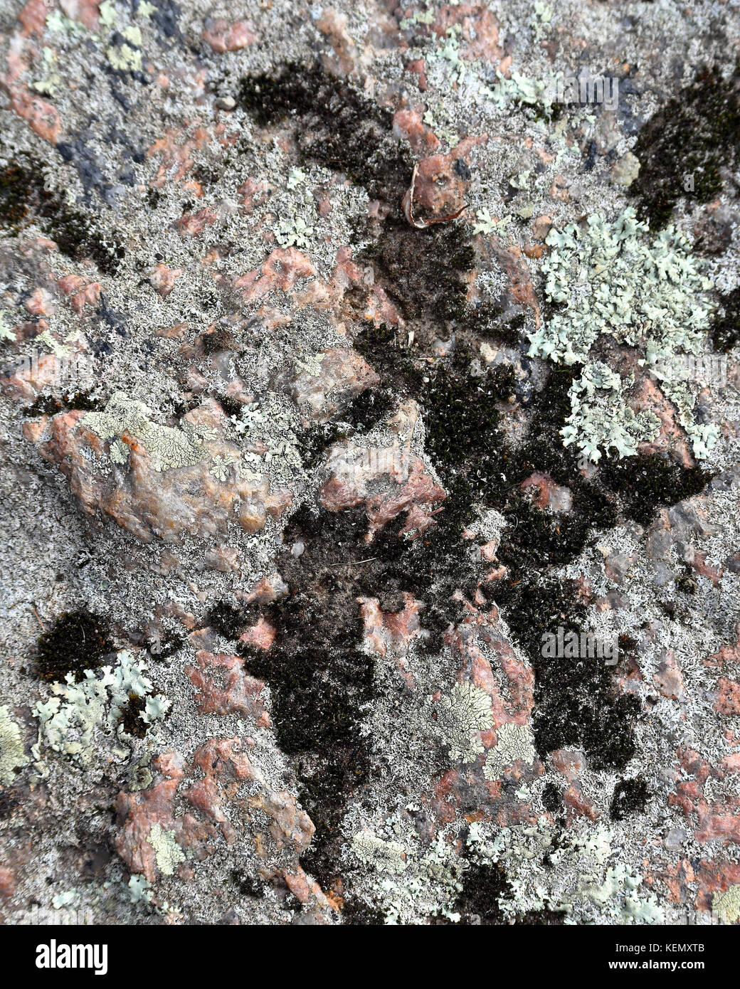 Closeup of Red and black granite with moss and lichen Stock Photo - Alamy