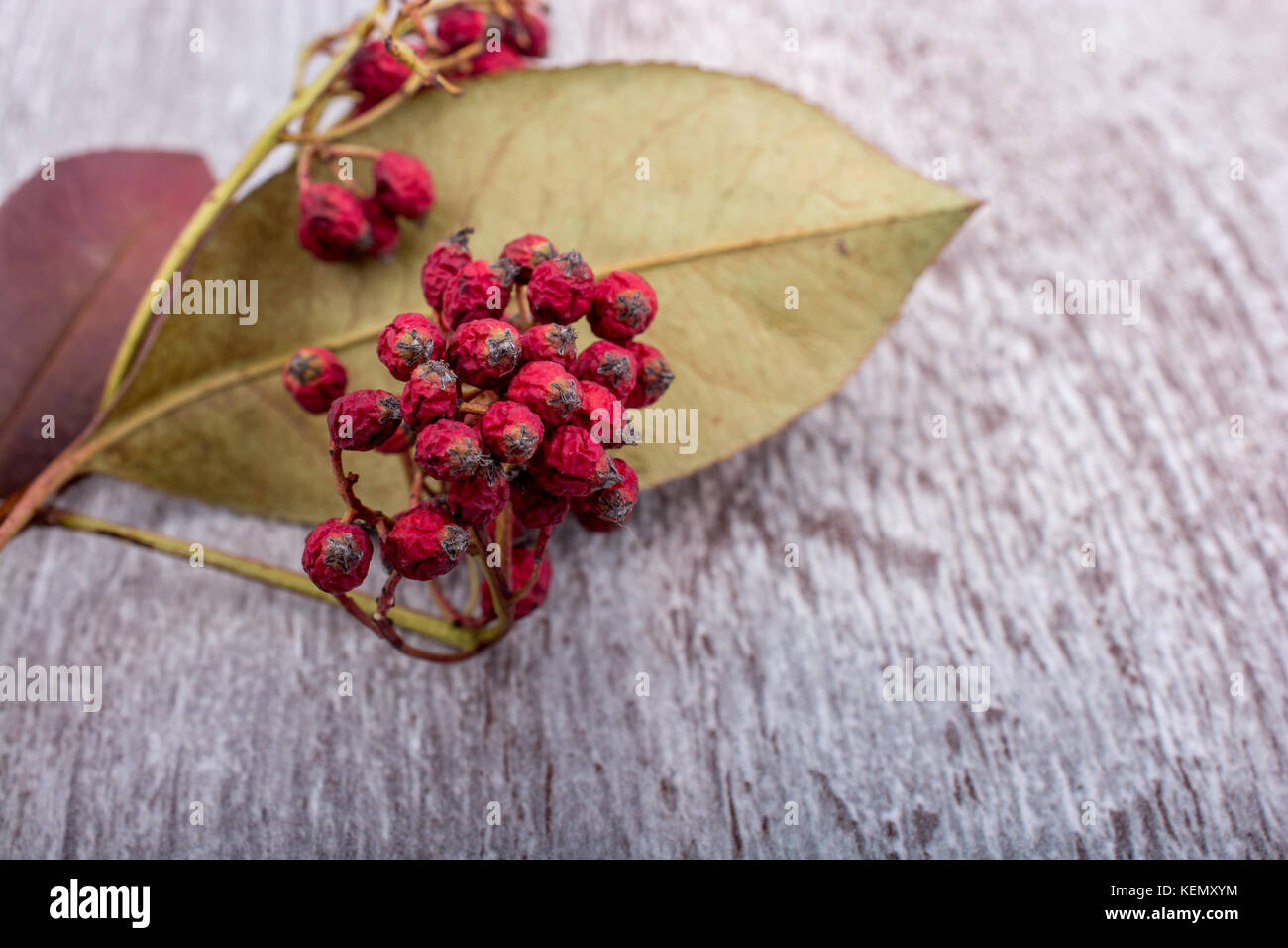 Ripe wild fruit of the red color Stock Photo - Alamy