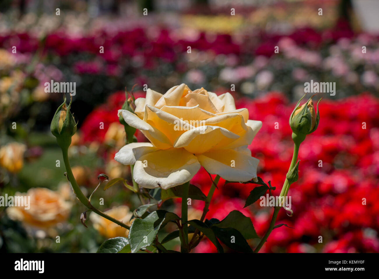 Rose garden full of beautiful fresh roses Stock Photo - Alamy