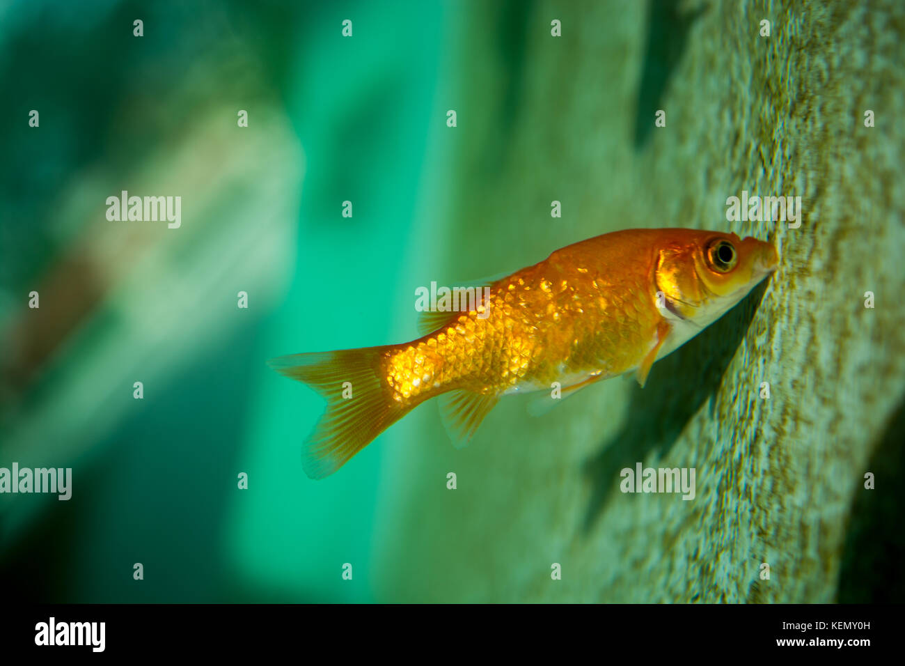 Colorful fish swimming in an aquarium Stock Photo - Alamy