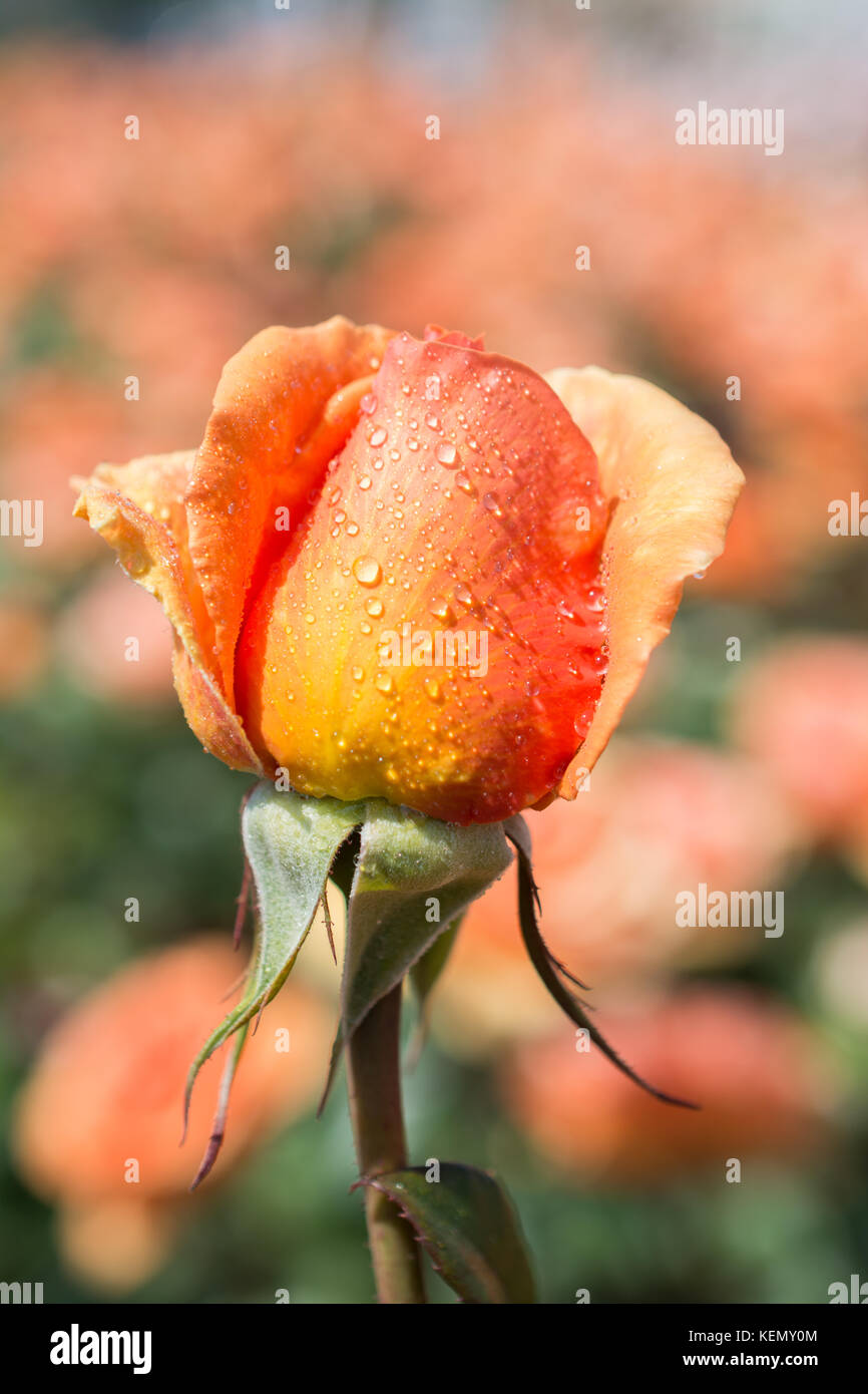 Beautiful colorful Rose with water drops on it Stock Photo - Alamy