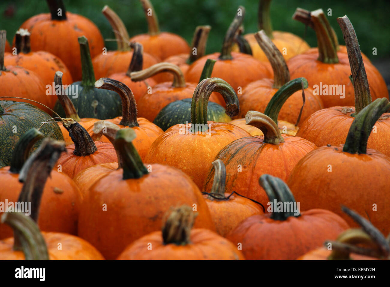 Close up photo of over 20 large orange pumpkins with curved green stems ...
