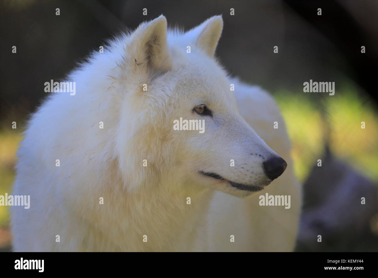 An Arctic Wolf Stock Photo - Alamy