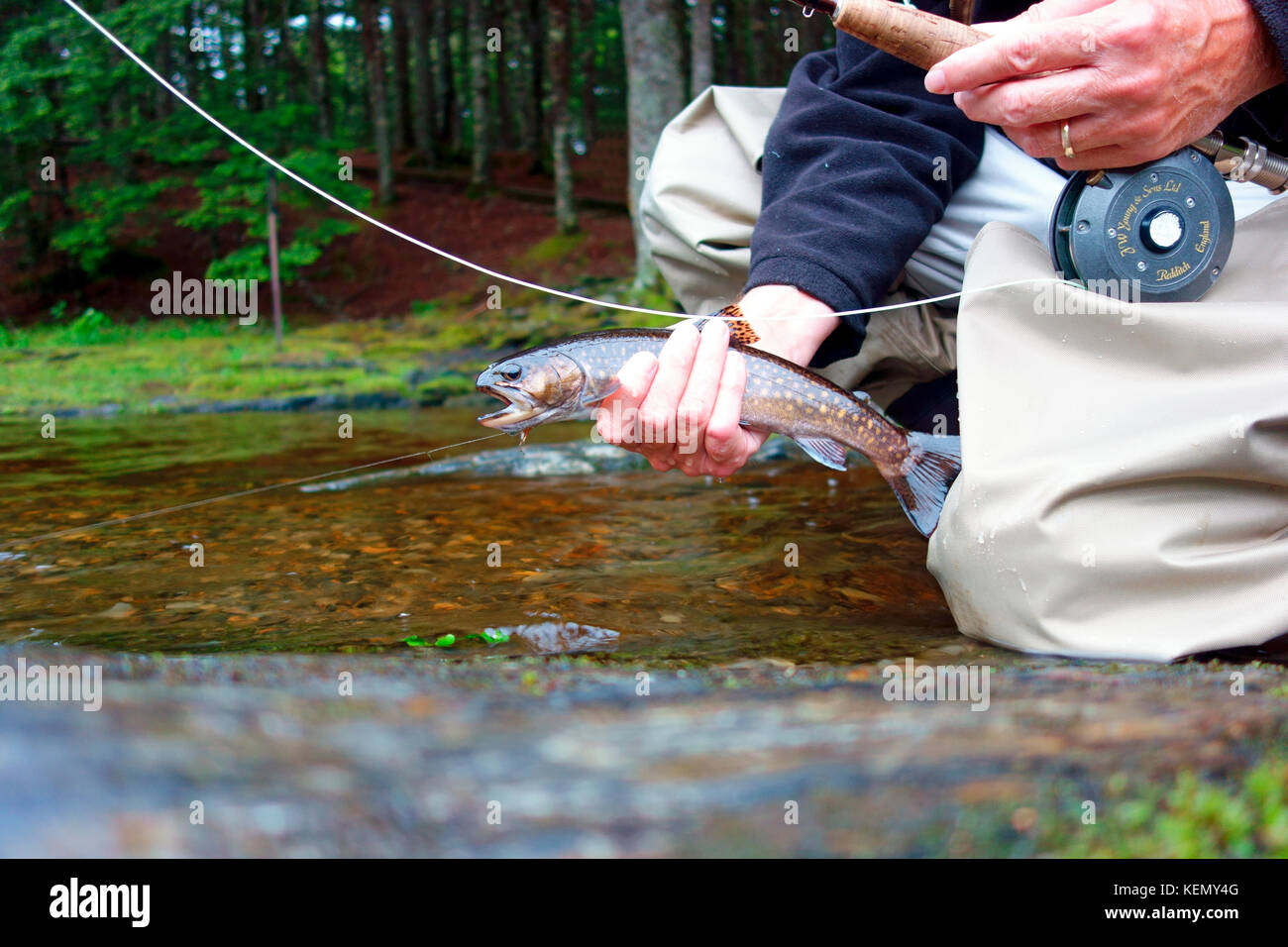 Brook trout hi-res stock photography and images - Alamy