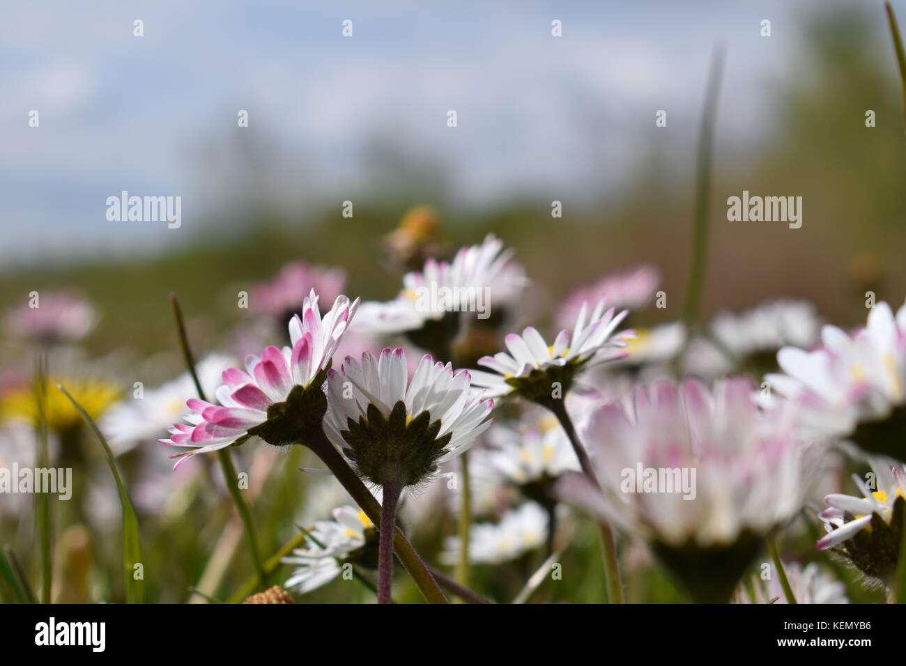 Daisy field a field of daisies hi-res stock photography and images - Alamy