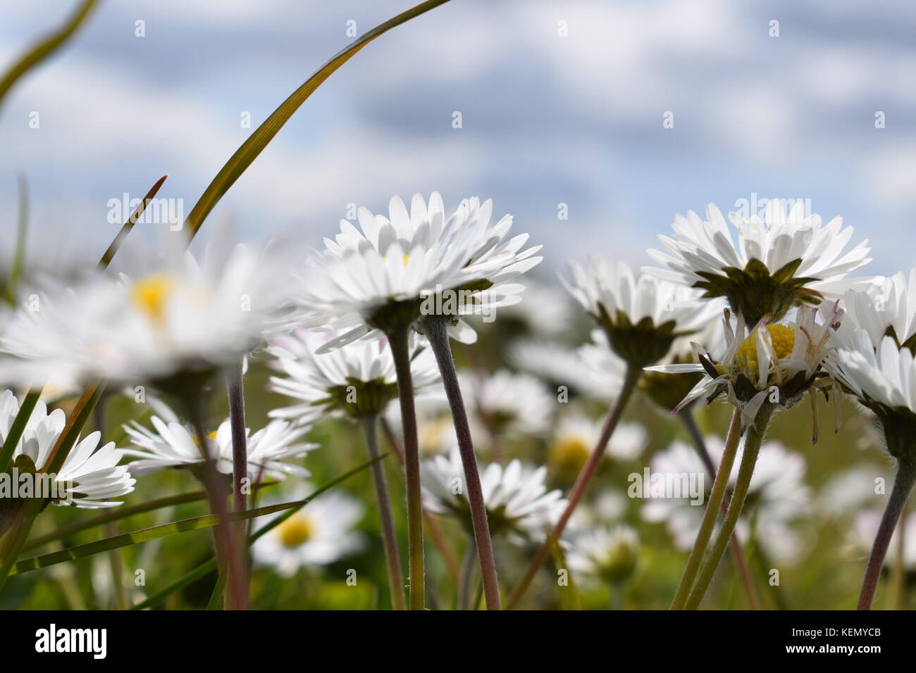 Daisy flower close-up in a field of grass Stock Photo - Alamy