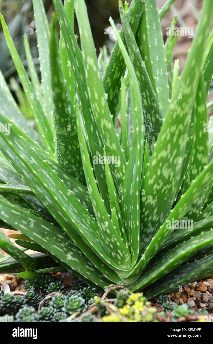Medicinal plant aloe Vera, detail centre herbage Stock Photo - Alamy