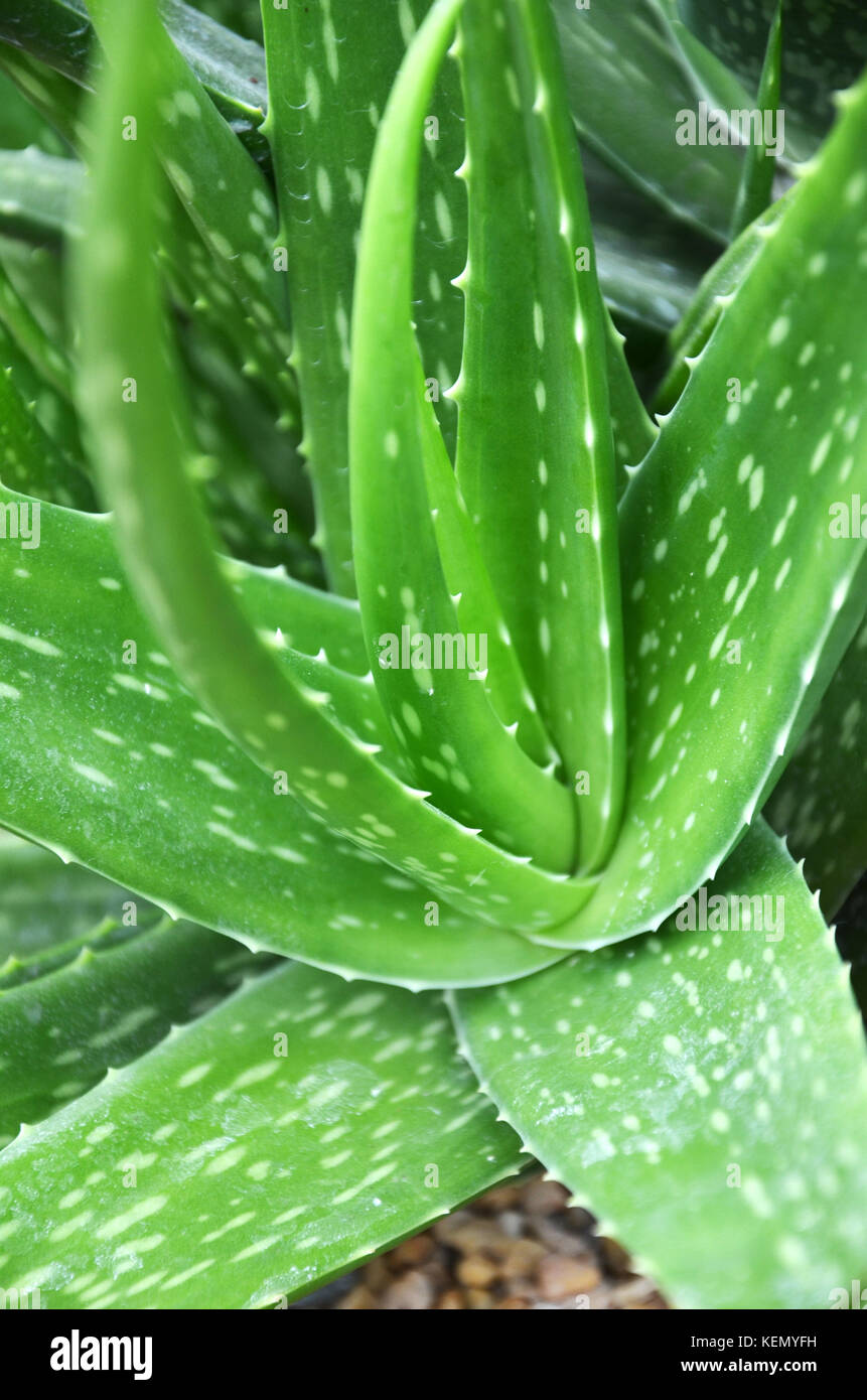 Medicinal plant aloe Vera, detail centre herbage Stock Photo - Alamy