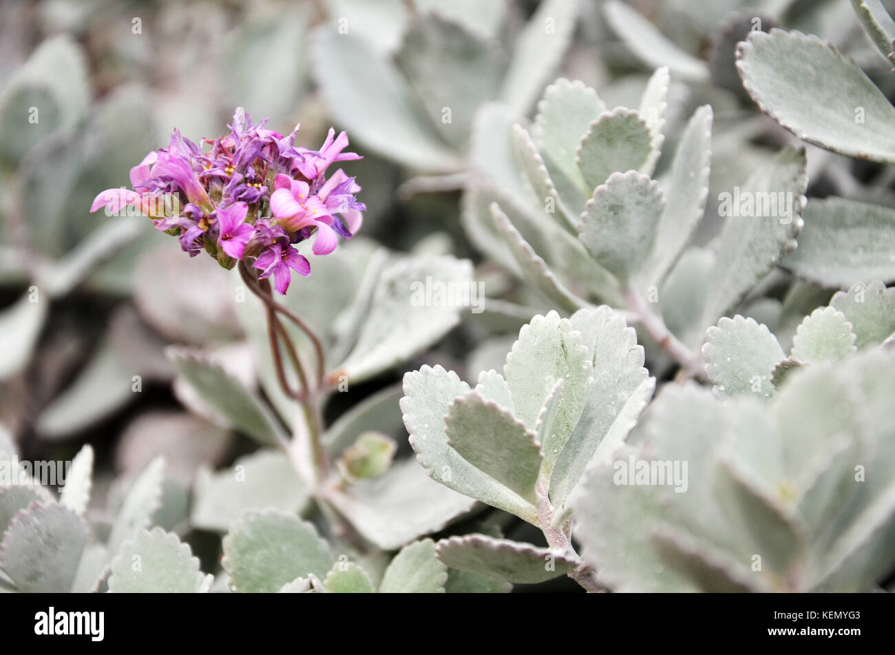 Cactus are succulent plants that can survive long periods of time ...