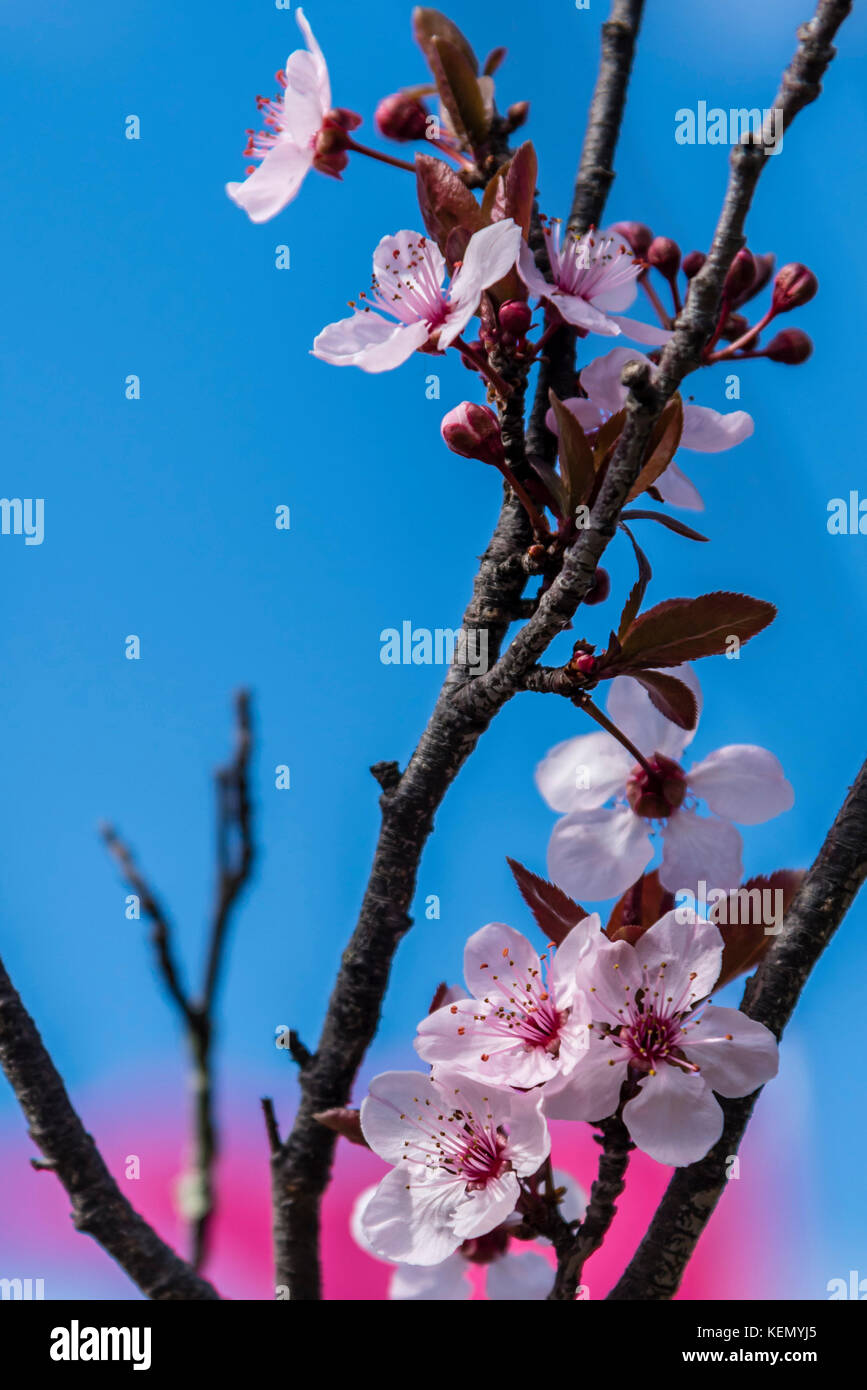Pink cherry blossom tree. Blooming sakura tree branches, cloudy blue ...