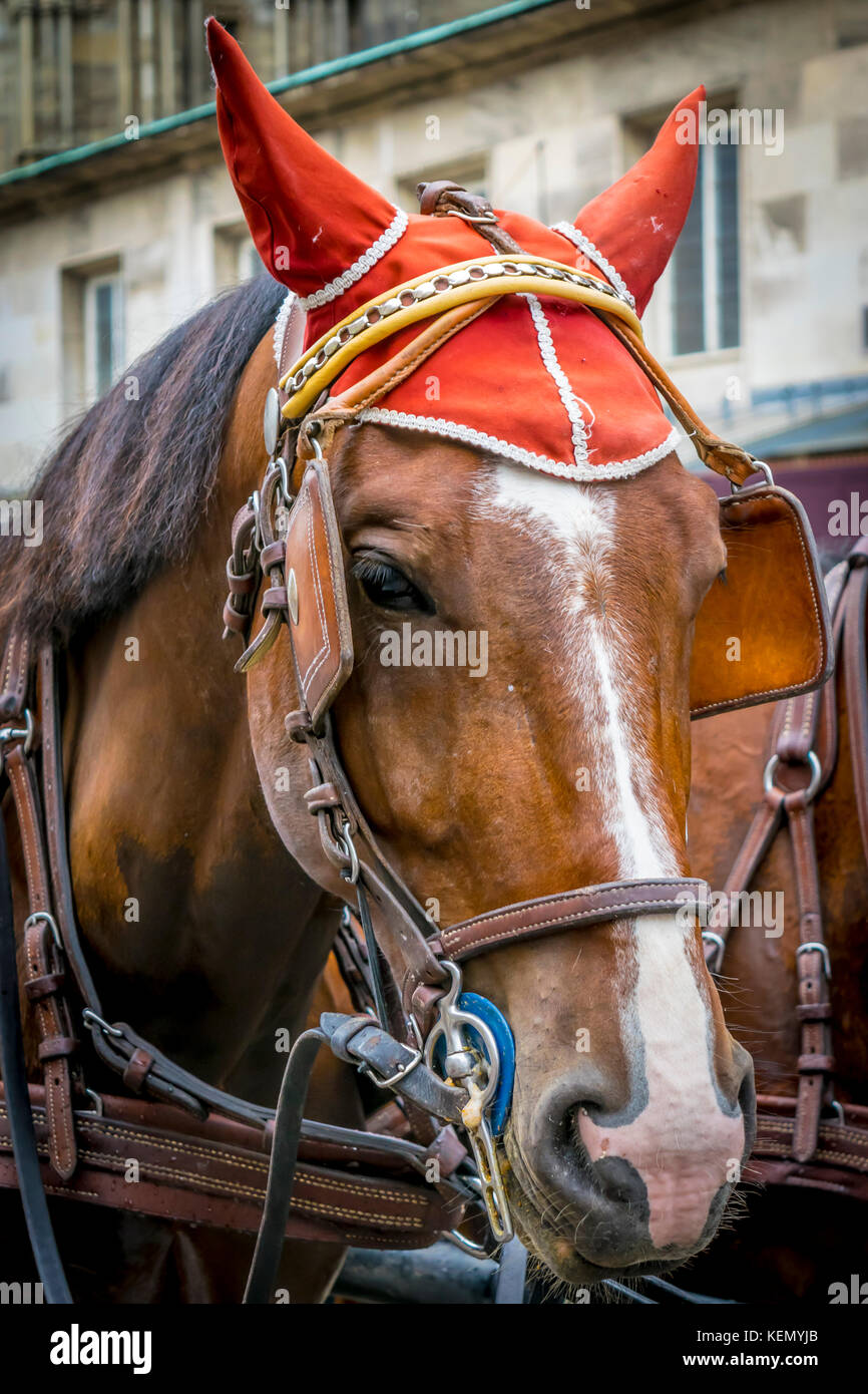 Horse head carriage hi-res stock photography and images - Alamy