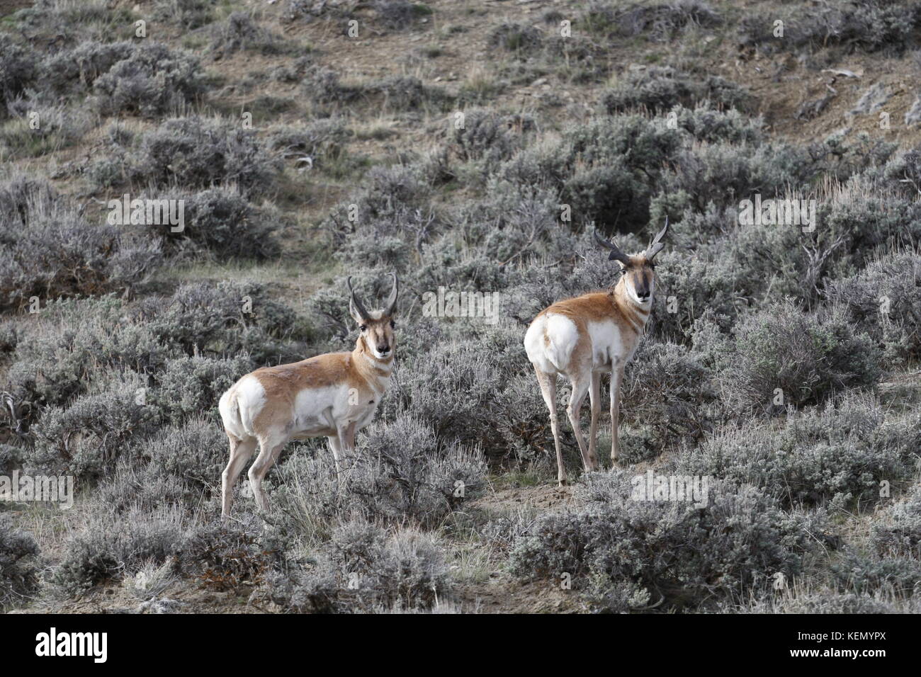 Prairie sage hi-res stock photography and images - Alamy