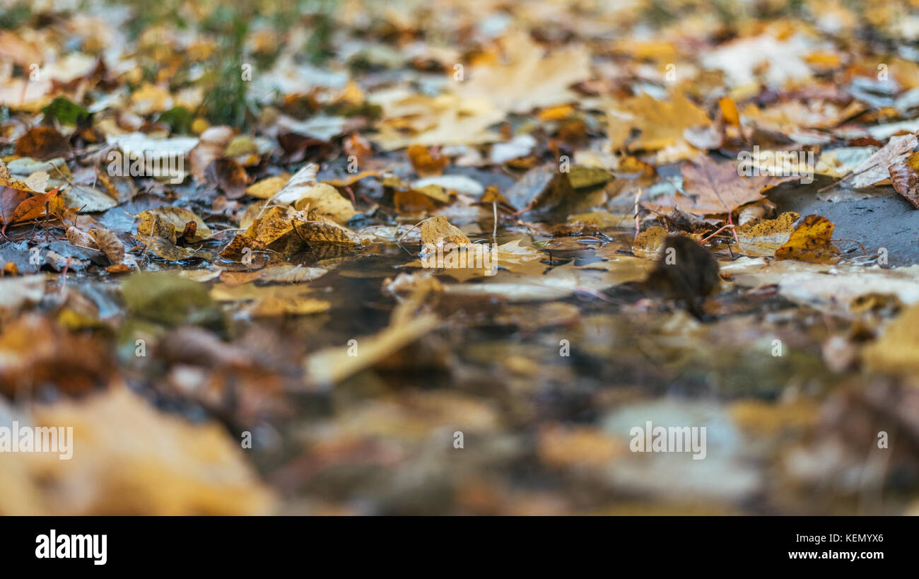 Multicolored wet leaves after a rain. Autumn milking. In the puddle the ...