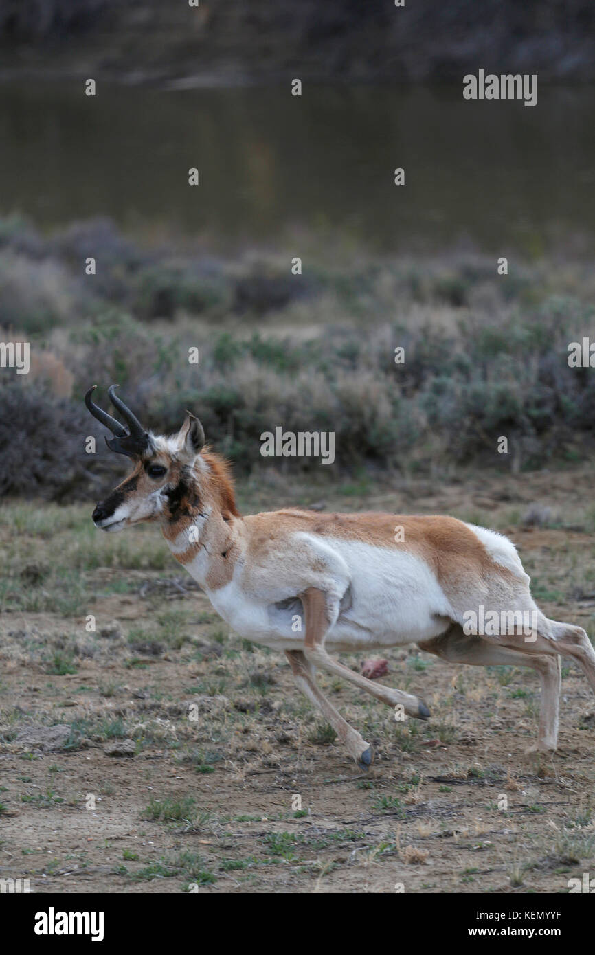 Pronghorn antelope running hi-res stock photography and images - Alamy