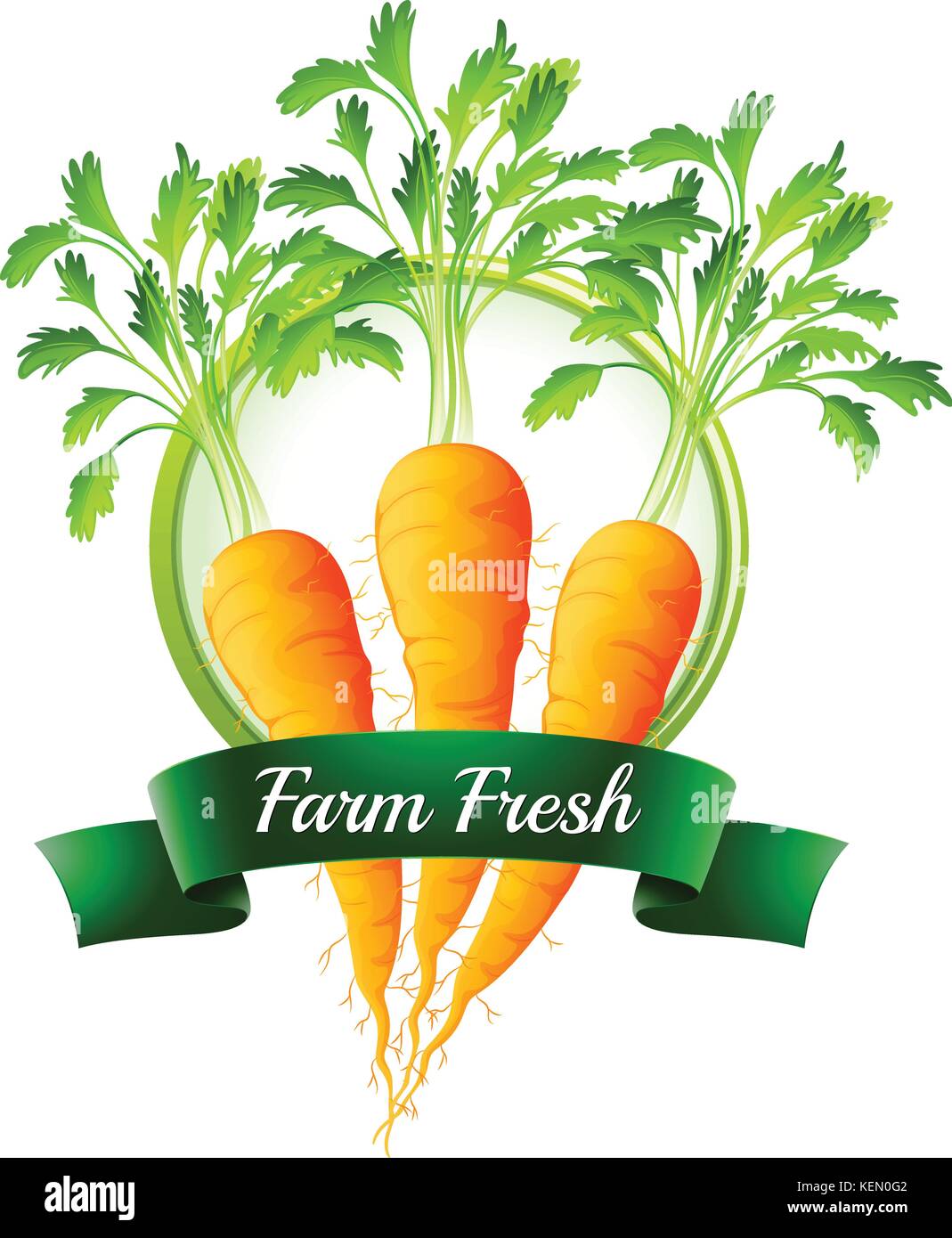 Illustration of the fresh carrots with a farm fresh label on a white ...