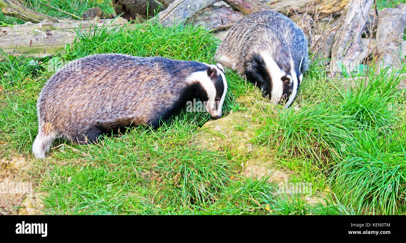 Badger, Meles Meles, Surrey, England, Captive Stock Photo - Alamy