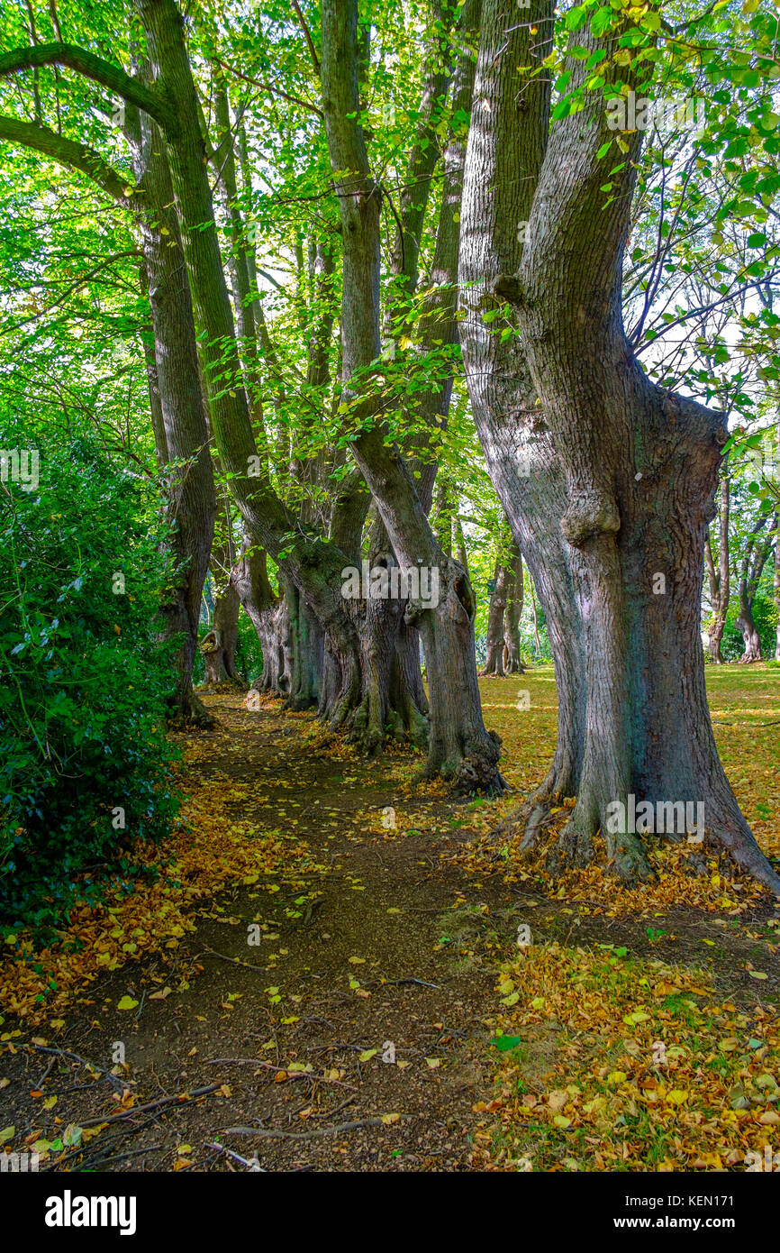 Diamond shape garden hi-res stock photography and images - Alamy