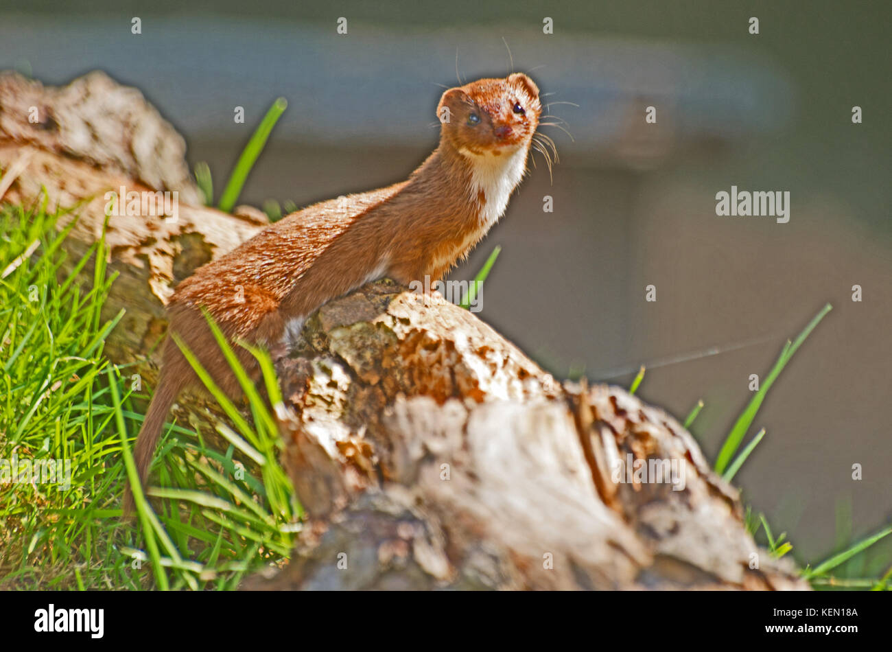 Weasel, Mustela Mivalis, Surrey, England, Captive Stock Photo - Alamy