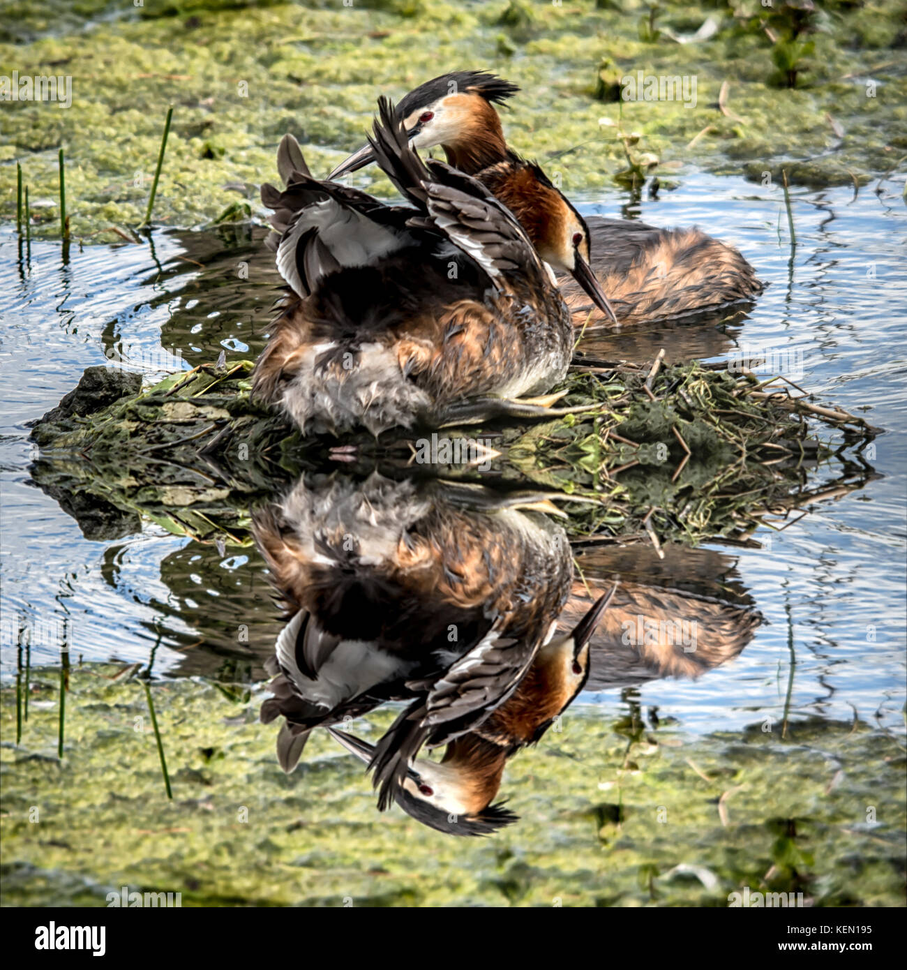 Wildlife reflection on lake Stock Photo - Alamy