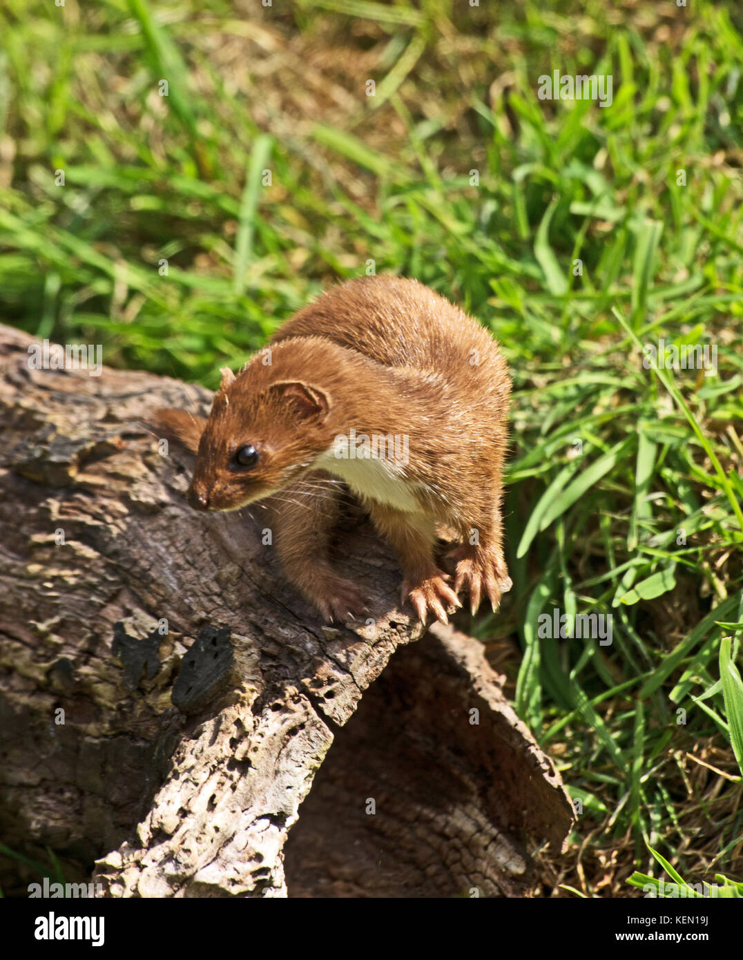 Weasel, Mustela Mivalis, Surrey, England Captive Stock Photo - Alamy